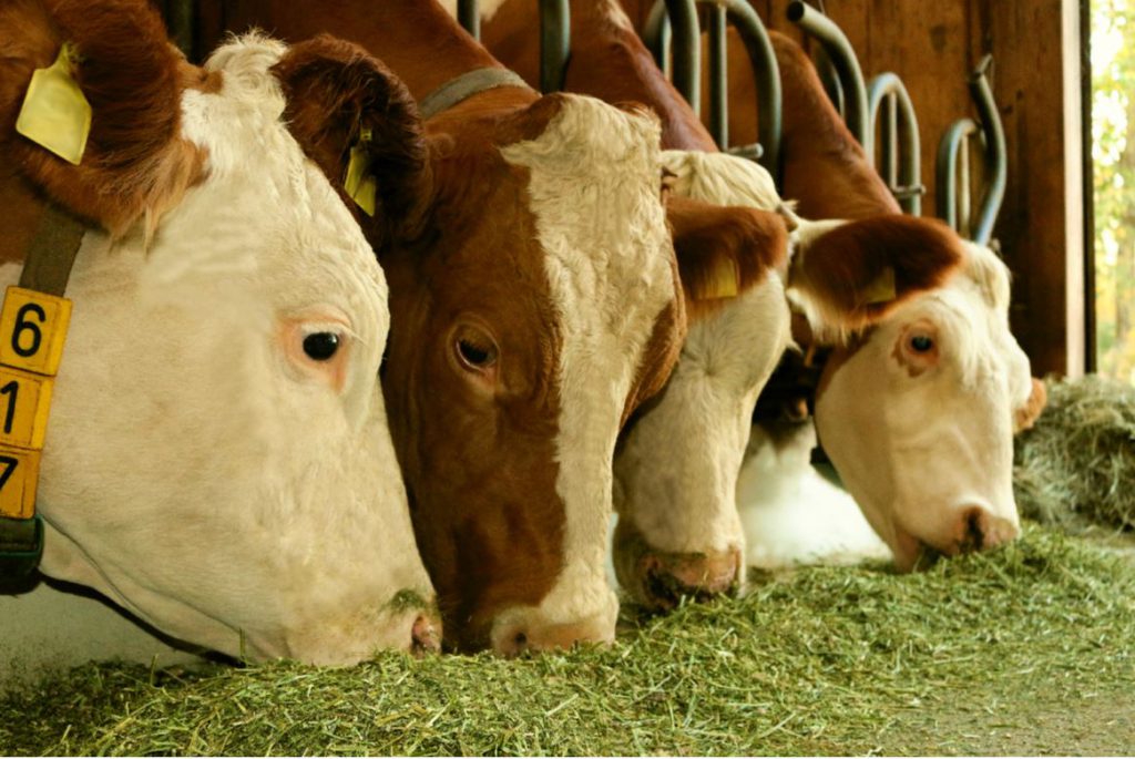 Futter für Kühe aus unserer WB Qualitätsfutterwerk GmbH